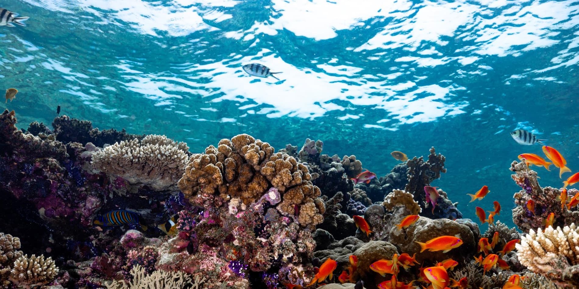 New Luxury Retreat: The Red Sea EDITION to Open in 2025 on Shura Island ...