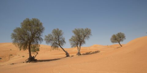 Eco Walk 2024: Dubai’s Massive Ghaf Tree Planting Drive to Inspire UAE ...
