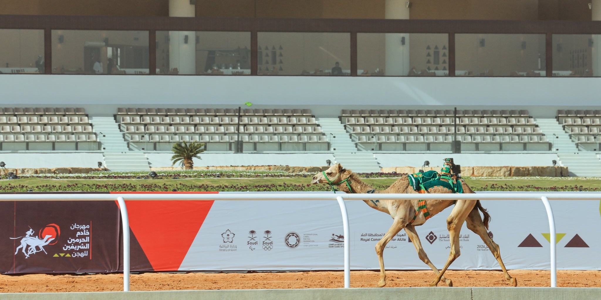 Custodian of the Two Holy Mosques Camel Festival 2025: Free Camel ...