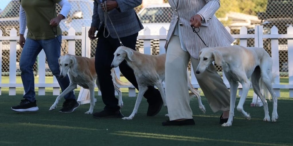 Bahrain International Dog Show 2025: Free Event in Zallaq for Dog ...